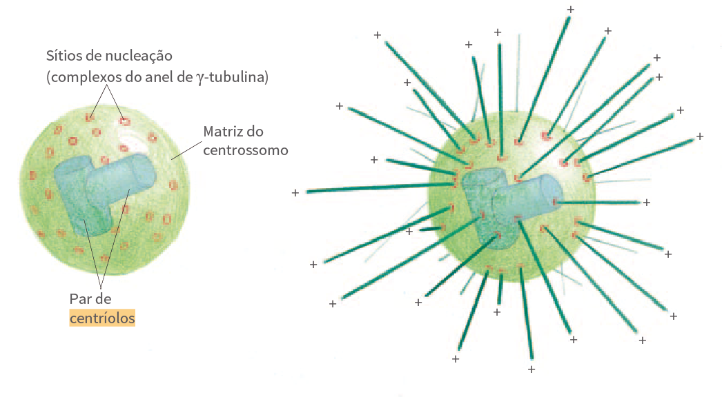 Processos Biológicos